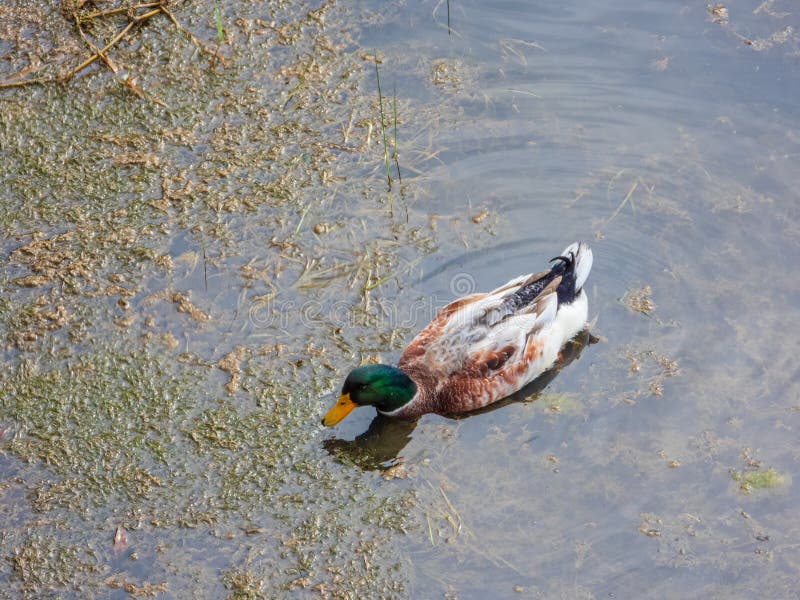 Wild Duck Drake on the River Bank Stock Photo - Image of animals, bird ...