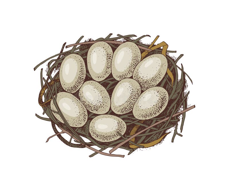 Wild duck eggs in the nest stock illustration. Illustration of mallard ...