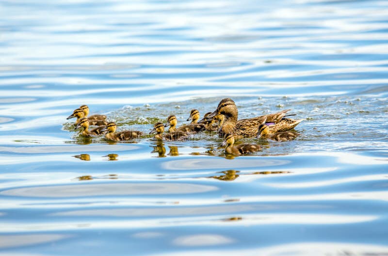 Duck and Eight Little Ducklings Stock Photo - Image of child, spring ...