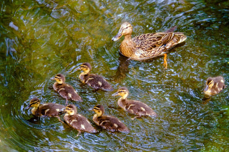 Duck and Eight Little Ducklings Stock Photo - Image of child, spring ...