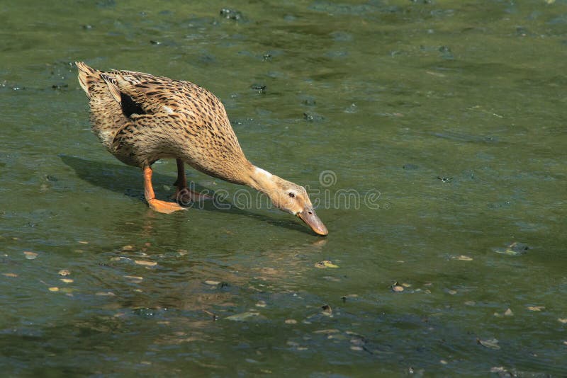Wild duck stock image. Image of water, algae, wildlife - 42119865