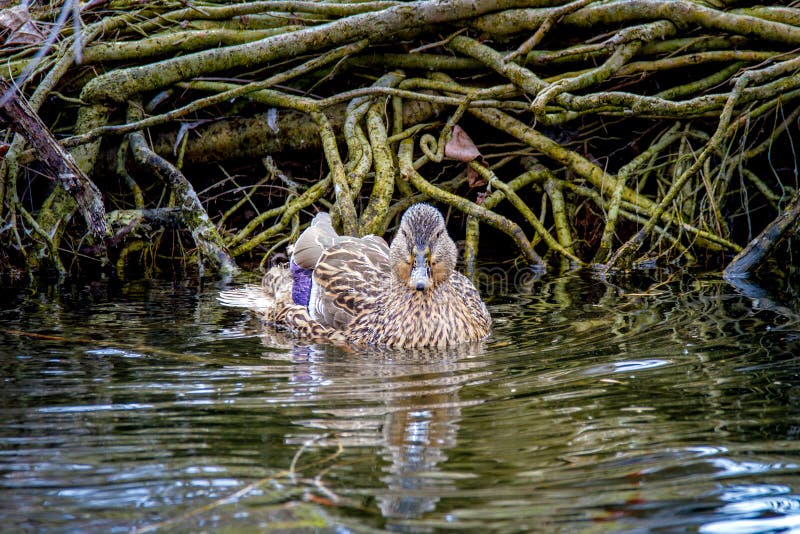 Wild Duck Floating on a River Along the Shore Stock Image - Image of ...