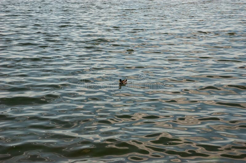Wild Duck Floats on Water with Fine Ripples Stock Photo - Image of ...