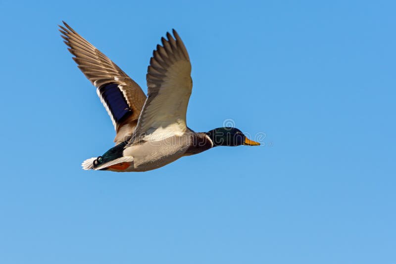 Duck flying and blue sky stock image. Image of bird - 112706209