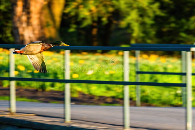 Wild Duck Swimming in Lake. Water Birds in Park Stock Image - Image of ...