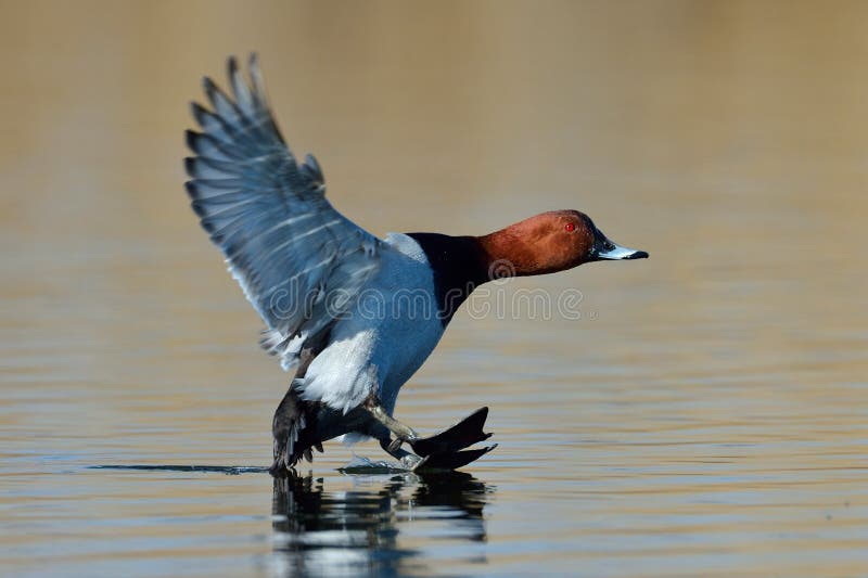 Wild Duck Flying Over the Lake (aythya Ferina) Stock Photo - Image of ...