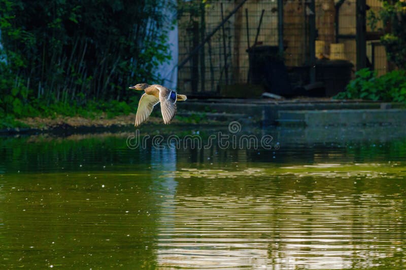 Wild Duck Flying in Park, Open Wings, Wildlife Animals Stock Photo ...