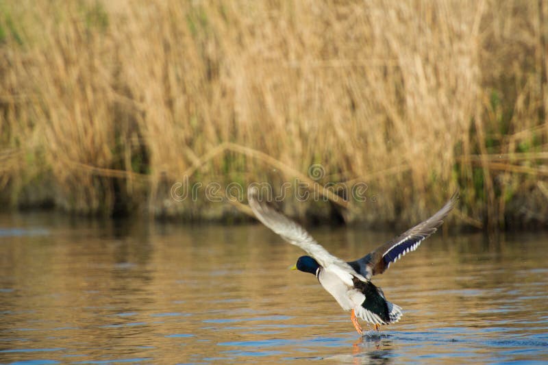 Wild Duck Flying Up from the Water Stock Photo - Image of dutch, male ...