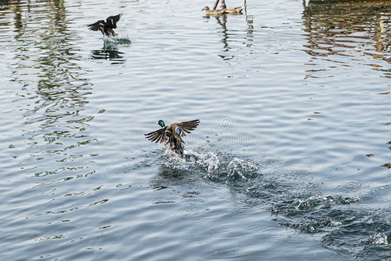 Wild duck flying on water stock photo. Image of feather - 181939930