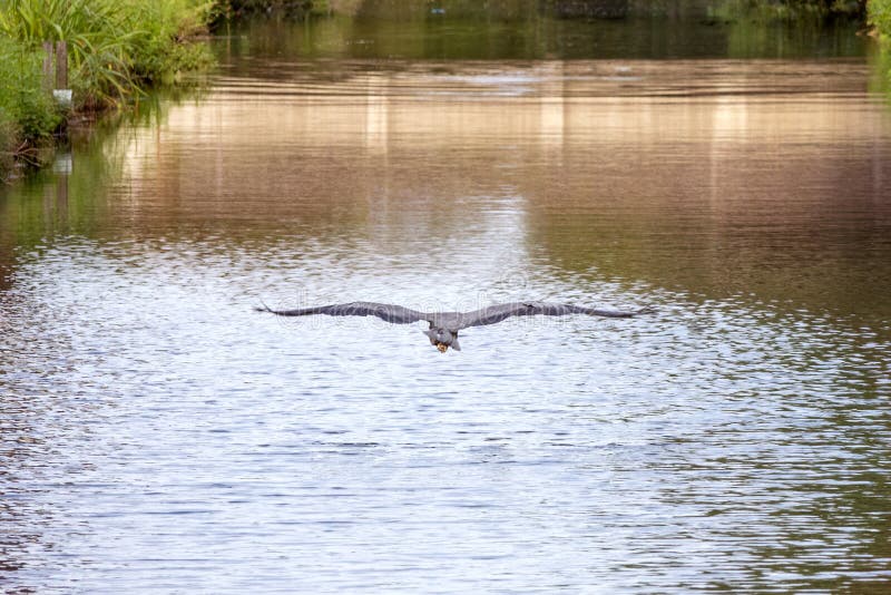 Wild Duck Flying on the Water Stock Image - Image of outdoor, duck ...