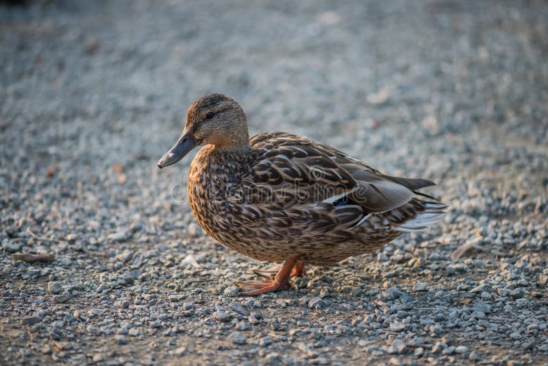 Wild duck - front close up stock photo. Image of mineral - 105204692