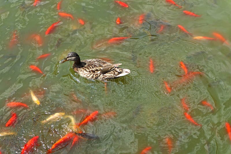 Wild Duck and Golden Fish in the Lake Stock Photo - Image of duck ...