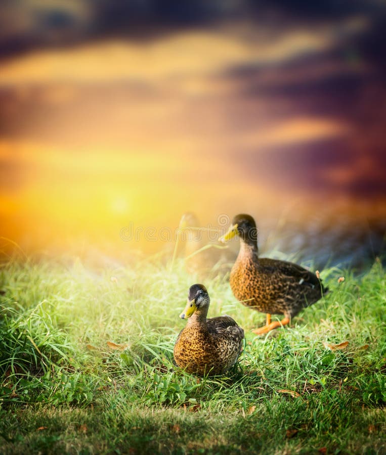 Duck at sunset stock photo. Image of swimming, bird, sunset - 11955064