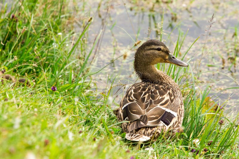 Wild duck in a grass stock image. Image of pond, lake - 31746033