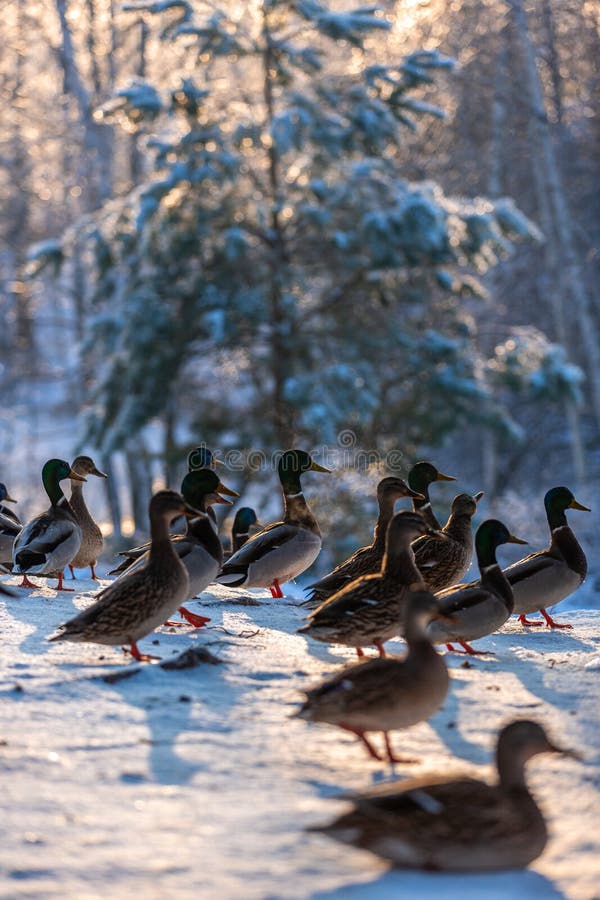 Wild Duck Group on Snow at Winter Morning Stock Image - Image of park ...