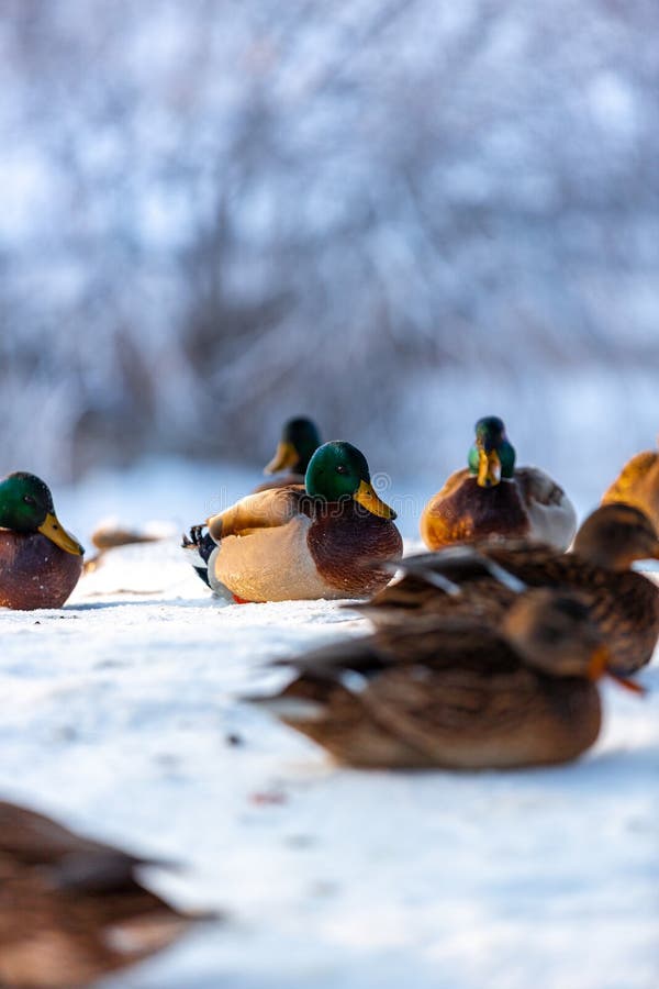Wild Duck Group on Snow at Winter Morning Stock Photo - Image of fauna ...