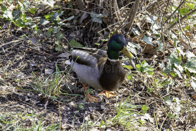 Wild duck isolated in park stock image. Image of brown - 174132023