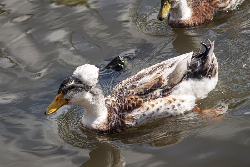 Wild Duck in Its Natural Environment 9 Stock Image - Image of animal ...