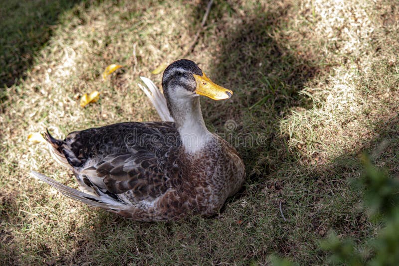 Wild Duck in Its Natural Environment 9 Stock Image - Image of animal ...