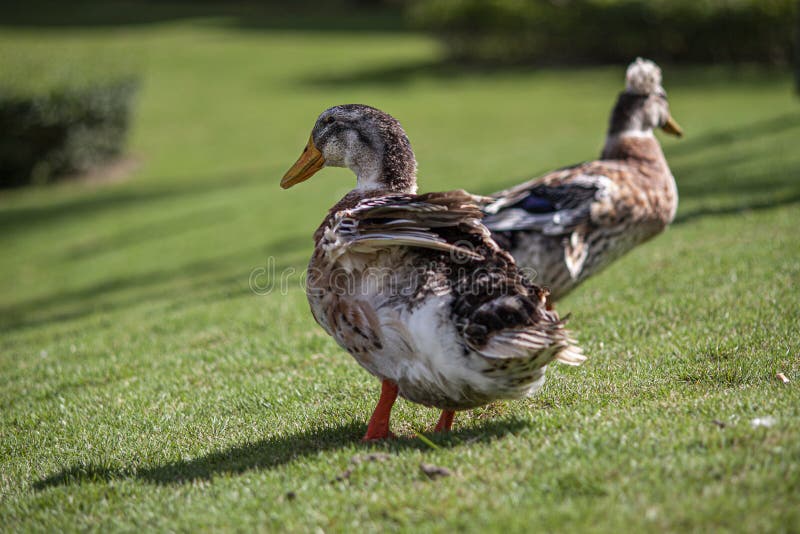 Wild Duck in Its Natural Environment 6 Stock Photo - Image of food ...