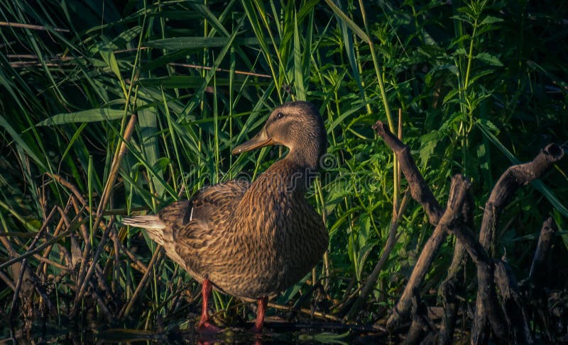 Wild duck stock photo. Image of closeup, sedge, nature - 104328010