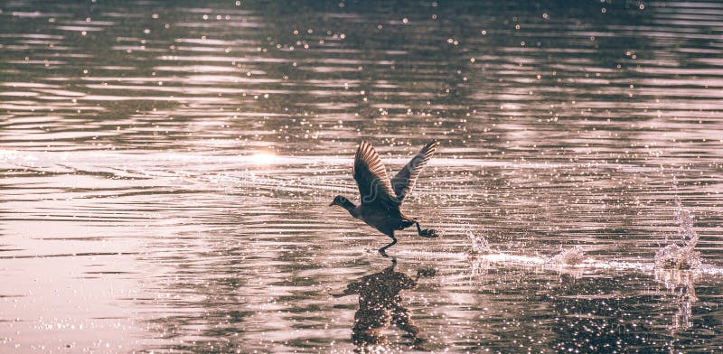Wild duck stock photo. Image of sedge, isolated, nature - 194328646