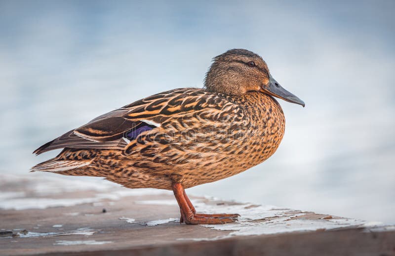Wild duck stock photo. Image of wildlife, field, bird - 283617924