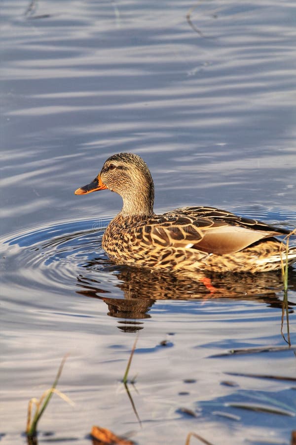 Wild duck stock photo. Image of duck, mallard, beak - 272595022