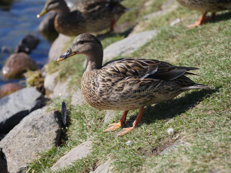 Wild duck stock image. Image of duck, birding, mammal - 89308957
