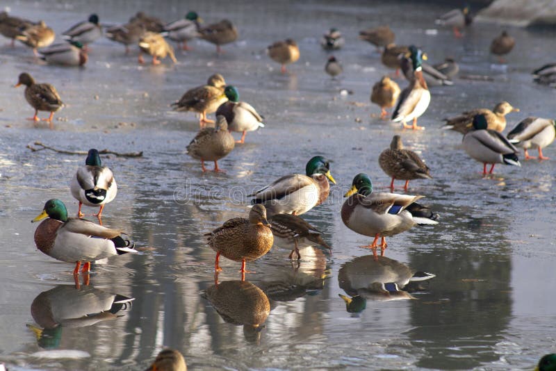 Wild Duck on a Lake Covered with Ice. Stock Photo - Image of color ...
