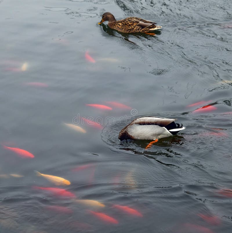 Wild Duck on the Lake with Golden Fish Stock Image - Image of feather ...