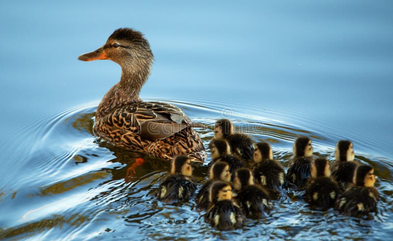 Wild Duck with a Large Brood of Ducklings. Stock Image - Image of brood ...