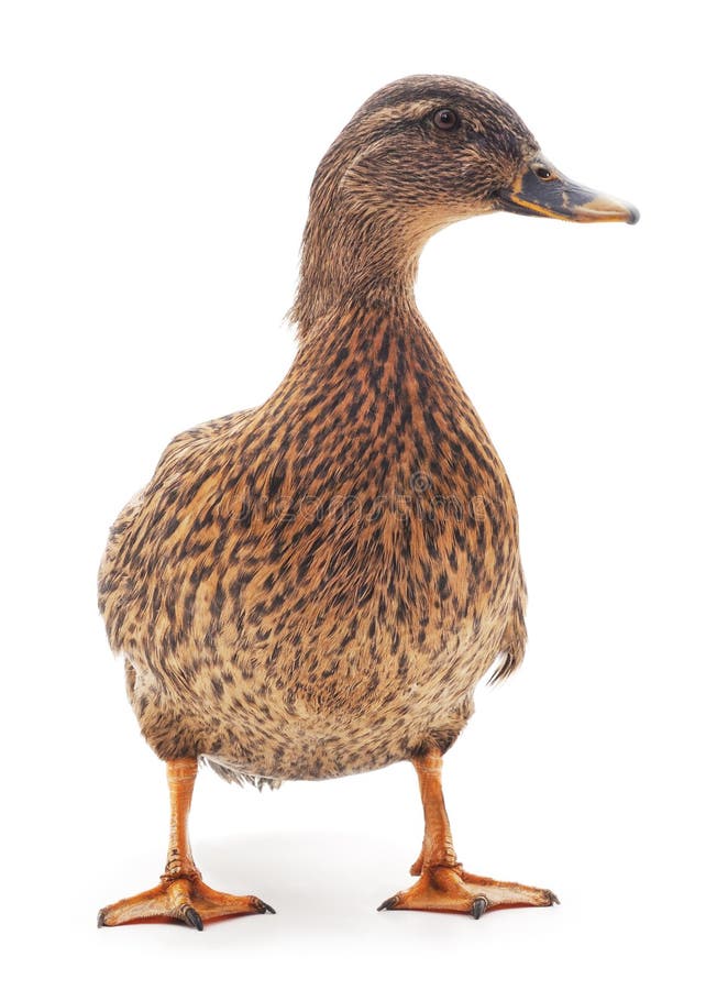 Wild duck. stock image. Image of wildfowl, brown, blue - 63861097