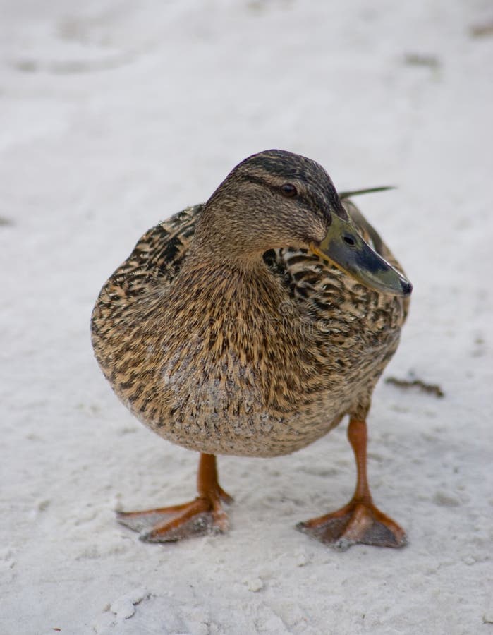 Wild duck stock image. Image of bird, wildlife, animal - 288270209