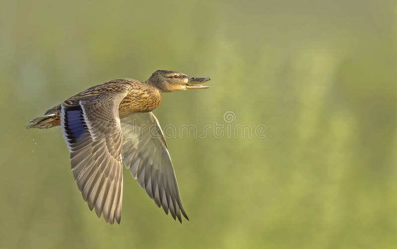 Wild Duck. Mallard (Anas Platyrhynchos) in Flight. Bird in Flight ...