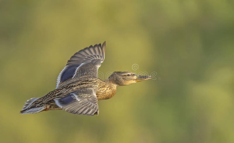 Wild Duck. Mallard (Anas Platyrhynchos) in Flight. Bird in Flight ...