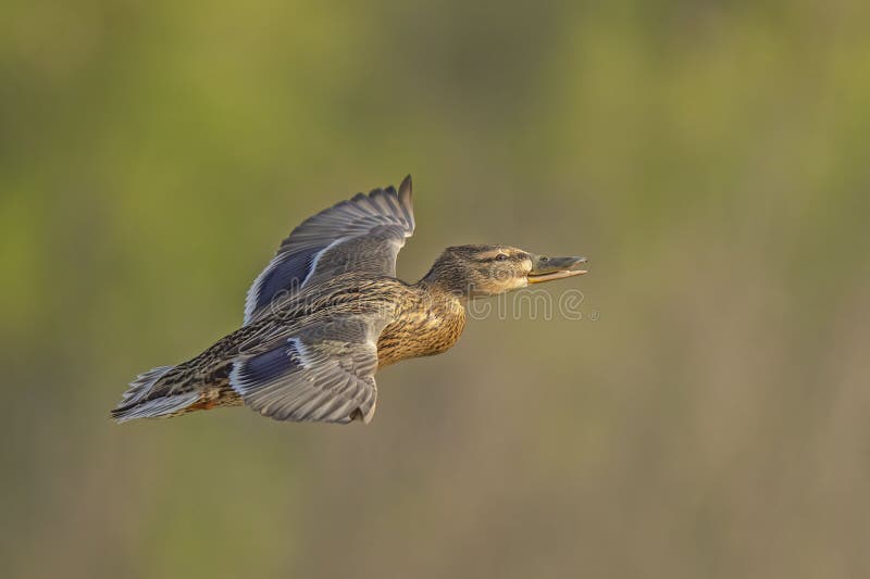 Wild Duck. Mallard (Anas Platyrhynchos) in Flight. Bird in Flight ...
