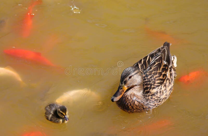 Wild Duck Mom and Her Duckling in the Lake among Fish Stock Photo ...