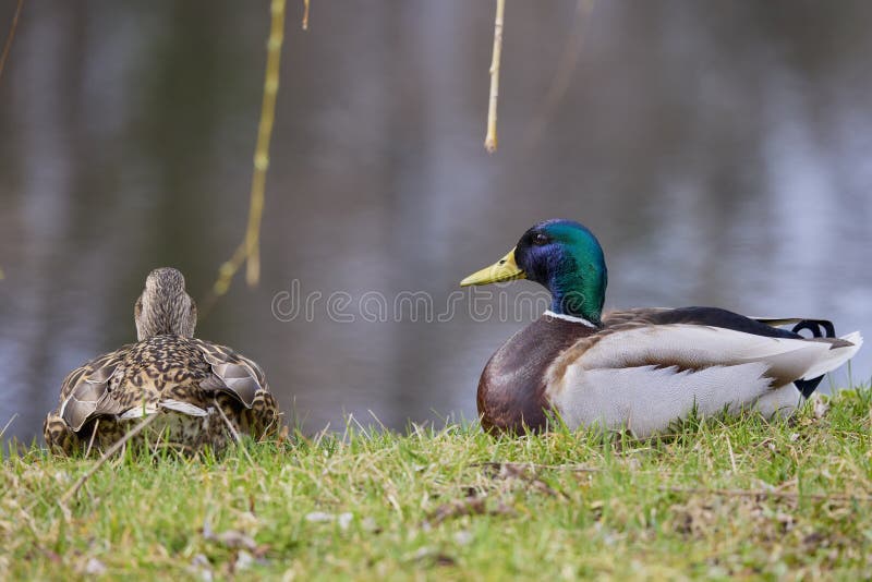 Wild Duck in Natural Environment Stock Image - Image of mallard, fauna ...