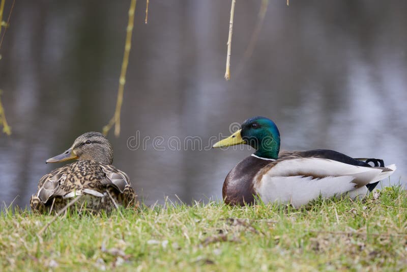 Wild Duck in Natural Environment Stock Image - Image of mallard, water ...