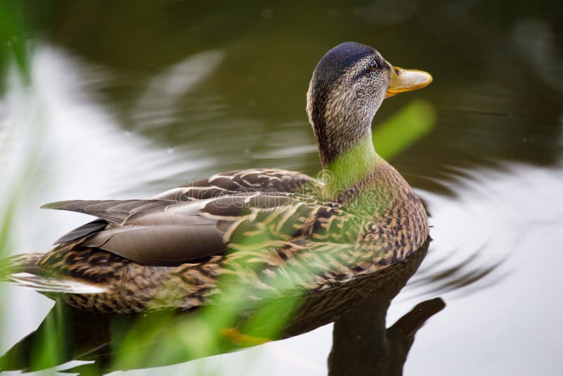 Wild Duck in Nature Close Up Stock Photo - Image of brown, horizontal ...