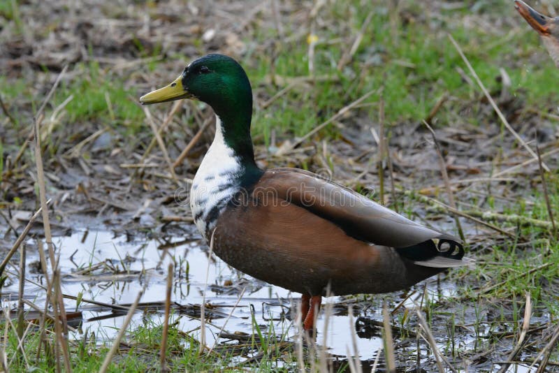 Wild Duck in the Netherlands Stock Photo - Image of amazingphoto, early ...