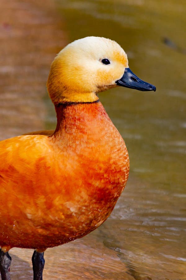 Wild Duck Ogar on the Lake. Close-up Stock Photo - Image of duck, clear ...