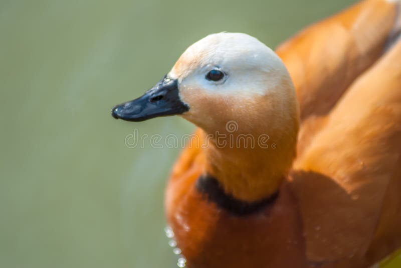 Duck Ogar stock photo. Image of lake, healthy, ferruginea - 25136522