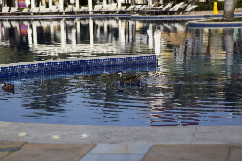 Wild Ducks at the Pool in the Dominican Republic Stock Image - Image of ...
