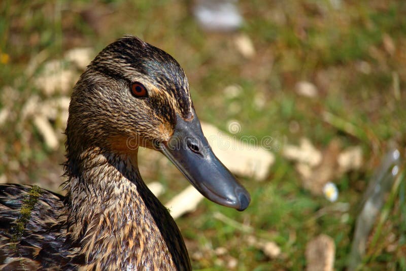 Wild duck portrait stock photo. Image of nature, postcard - 156487824
