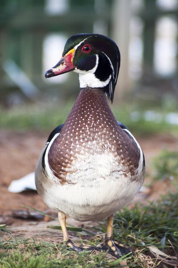 Wild Duck Posing by the Lake Stock Image - Image of feathers, hide ...