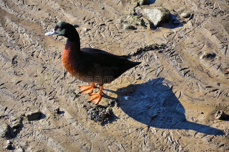 Wild duck stock image. Image of environment, aquatic - 50353107