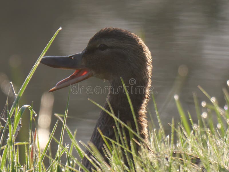 Wild duck shouting stock photo. Image of backlight, waterbird - 206496730