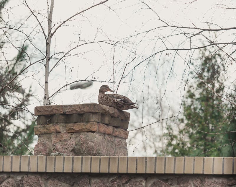 Wild Duck Sits on Stone Column Stock Photo - Image of predator, animal ...